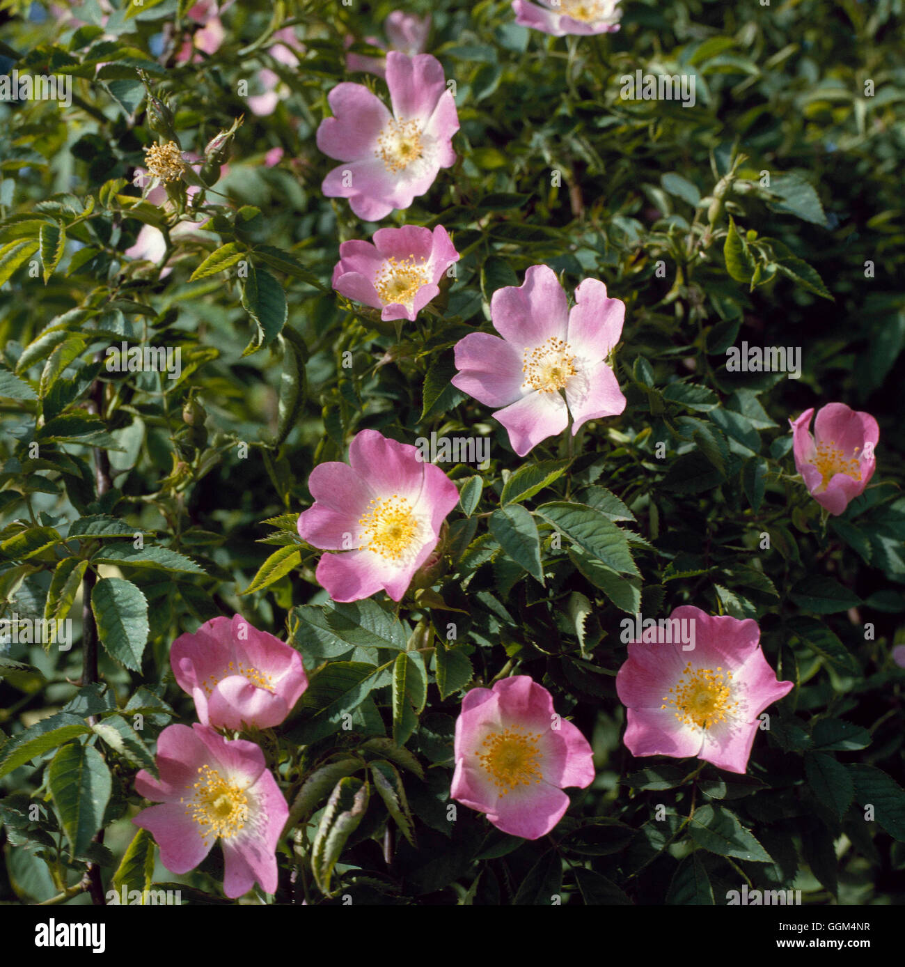 Rosa canina - (Specie) Dog Rose RSP057031 Stock Photo - Alamy
