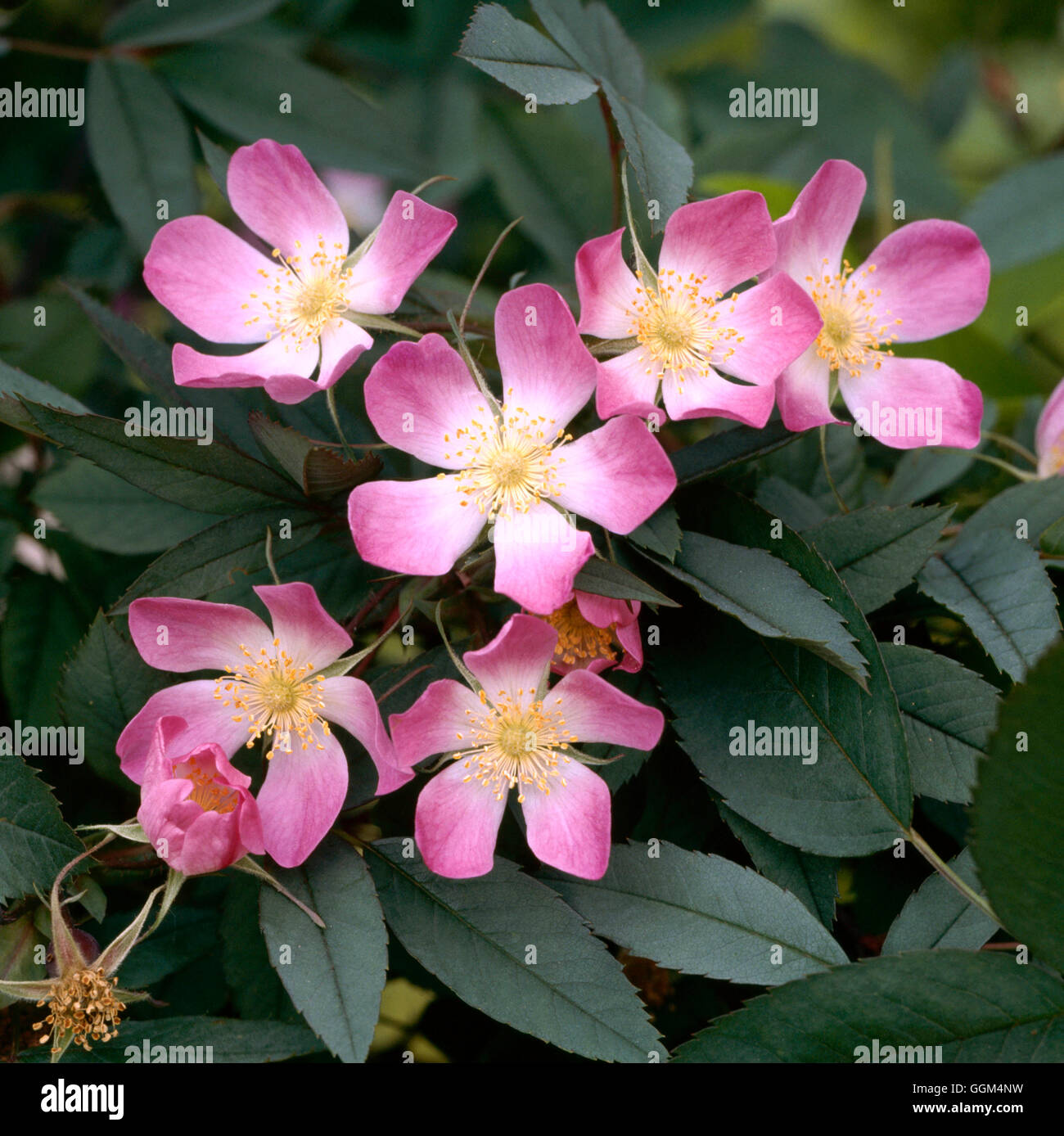 Rosa glauca AGM. - (Specie) RSP066552 Stock Photo - Alamy