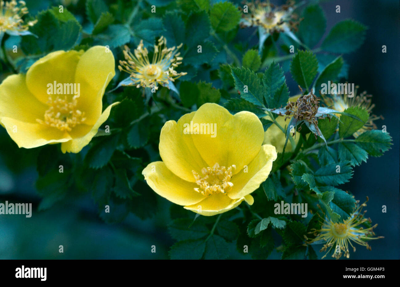 Rose foetida hi-res stock photography and images - Alamy