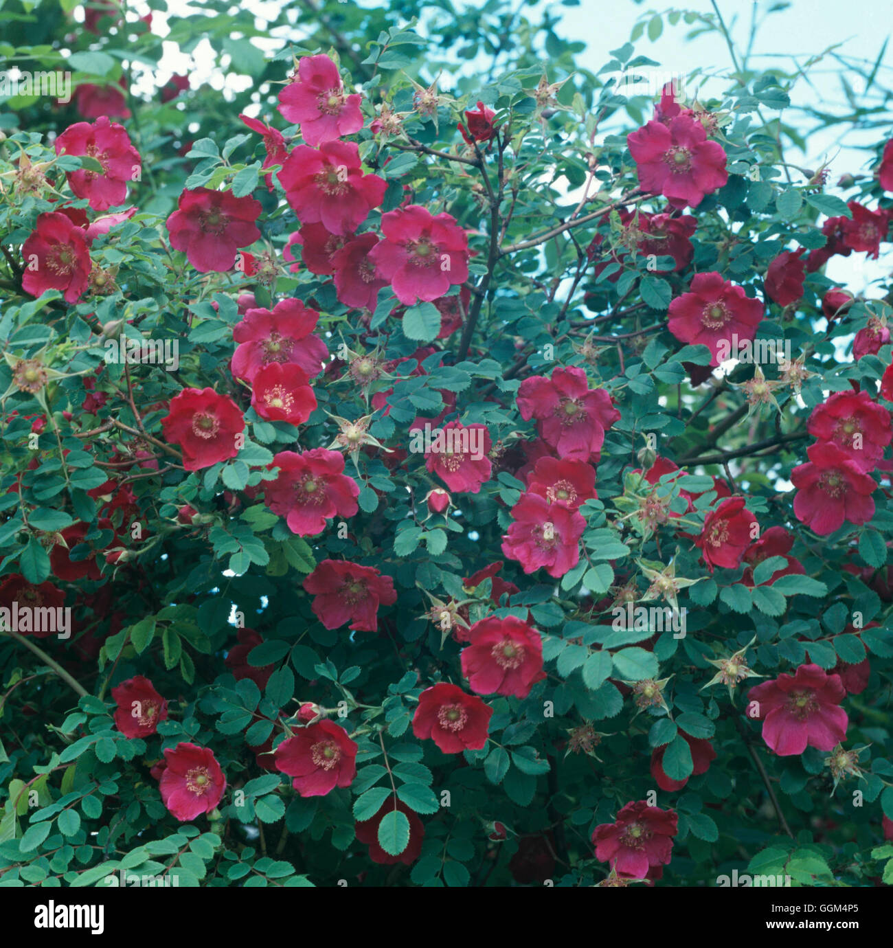 Rosa rosa rosa hi-res stock photography and images - Alamy
