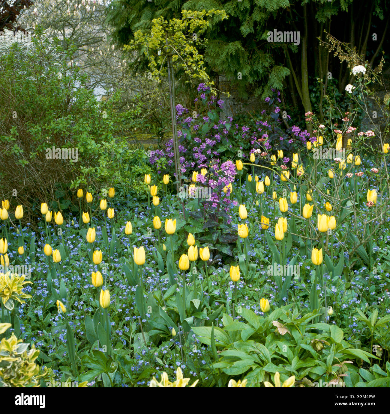 Rosemary verey hi-res stock photography and images - Alamy