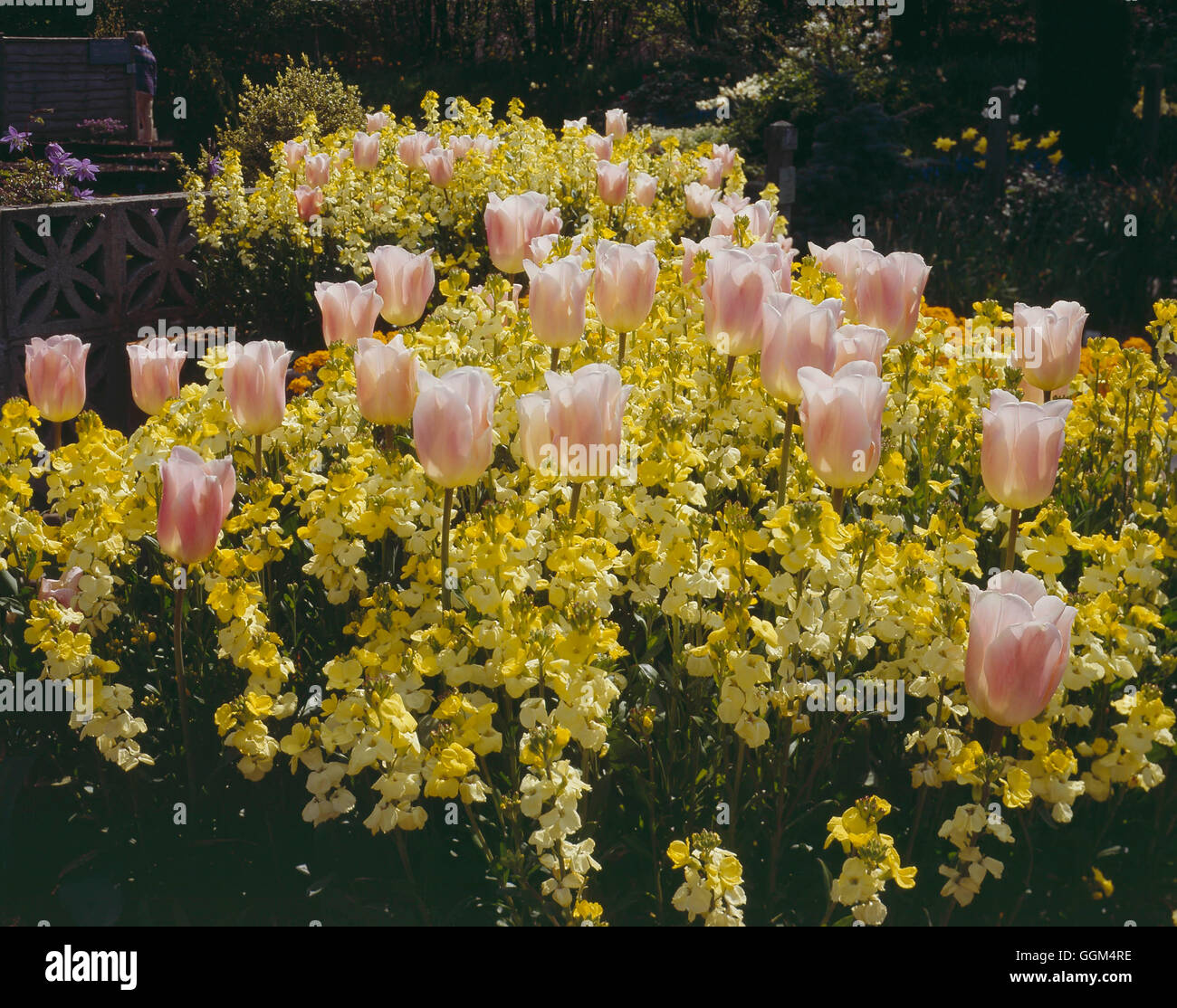 Spring Bedding - with Tulip `Apricot Beauty' and Wallflower `Primrose ...