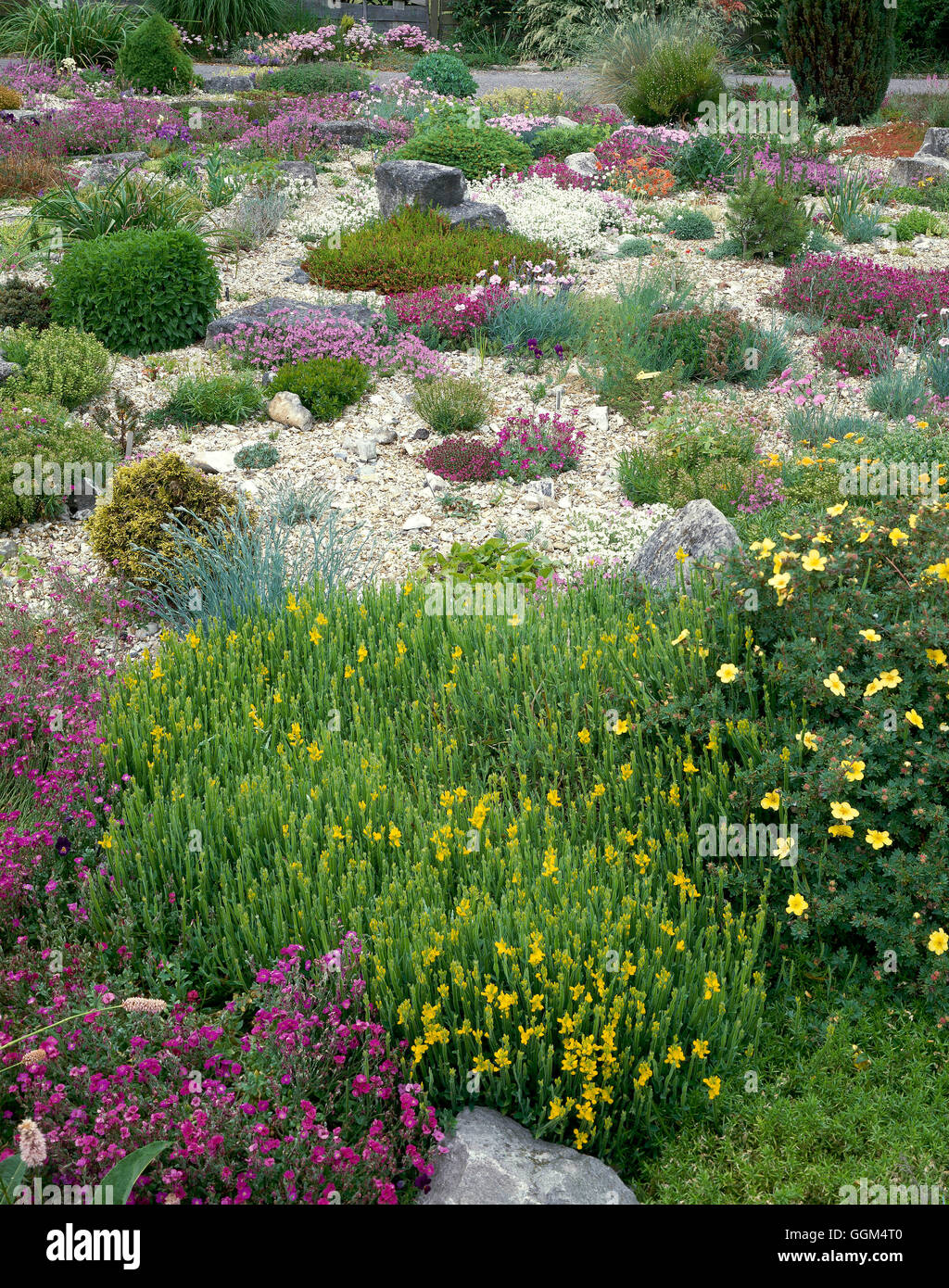 Scree Bed - planted with Alpines SCR022998 Stock Photo - Alamy