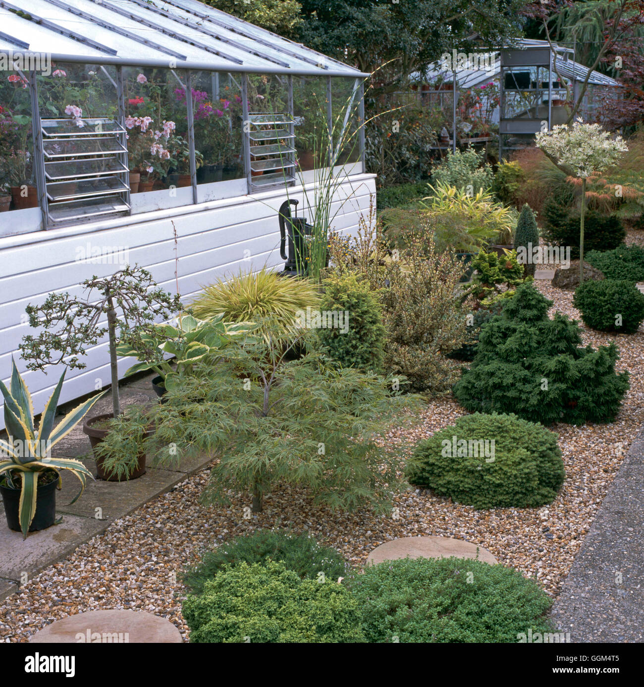 Scree Bed - with Conifers and Acer SCR103912 Stock Photo - Alamy