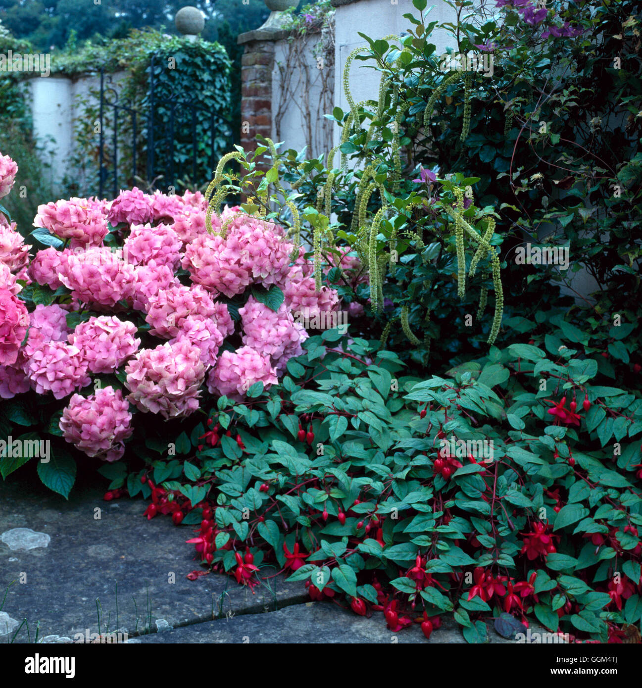Fuchsia border hi-res stock photography and images - Alamy