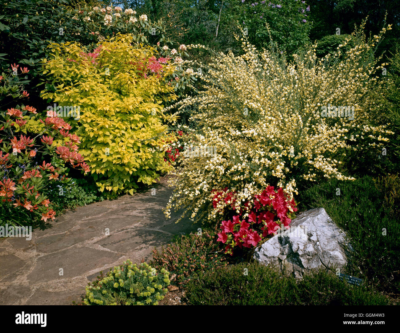 Shrub Garden - in Spring with Azaleas Philadelphus and Cytisus ...