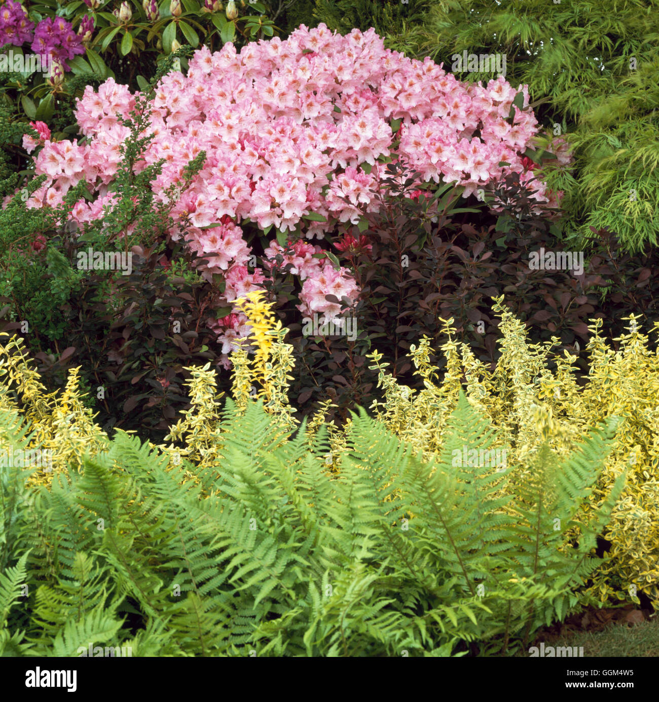 Shrub Border - with Rhododendrons Acer Berberis and Euonymus SGB108542 ...