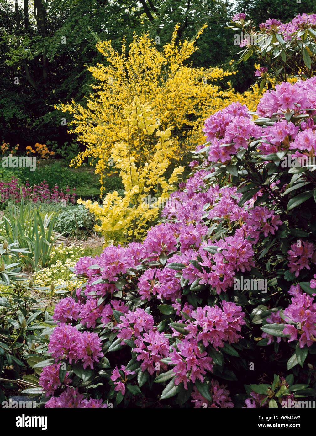 Shrub Border- with Rhododendron Genista and Ulmus- - (Please credit ...