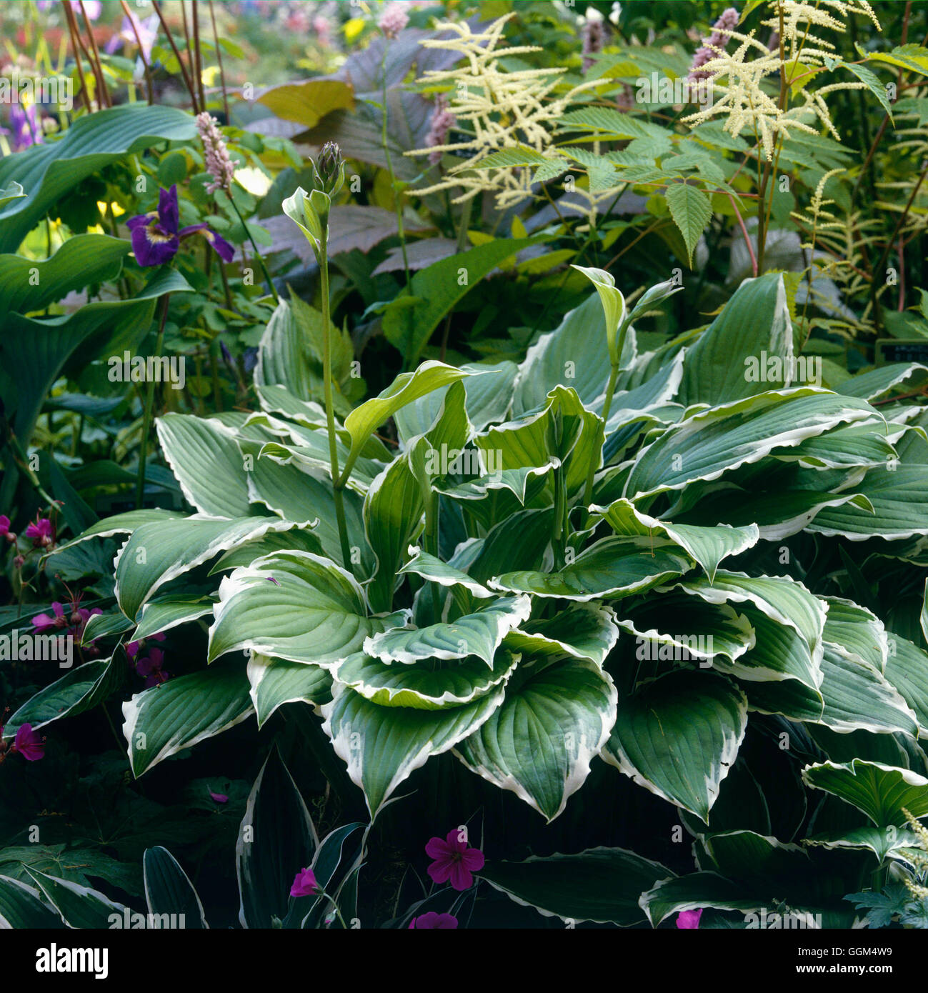 Shade Garden - Hosta undulata var. albomarginata with Aruncus Iris ...