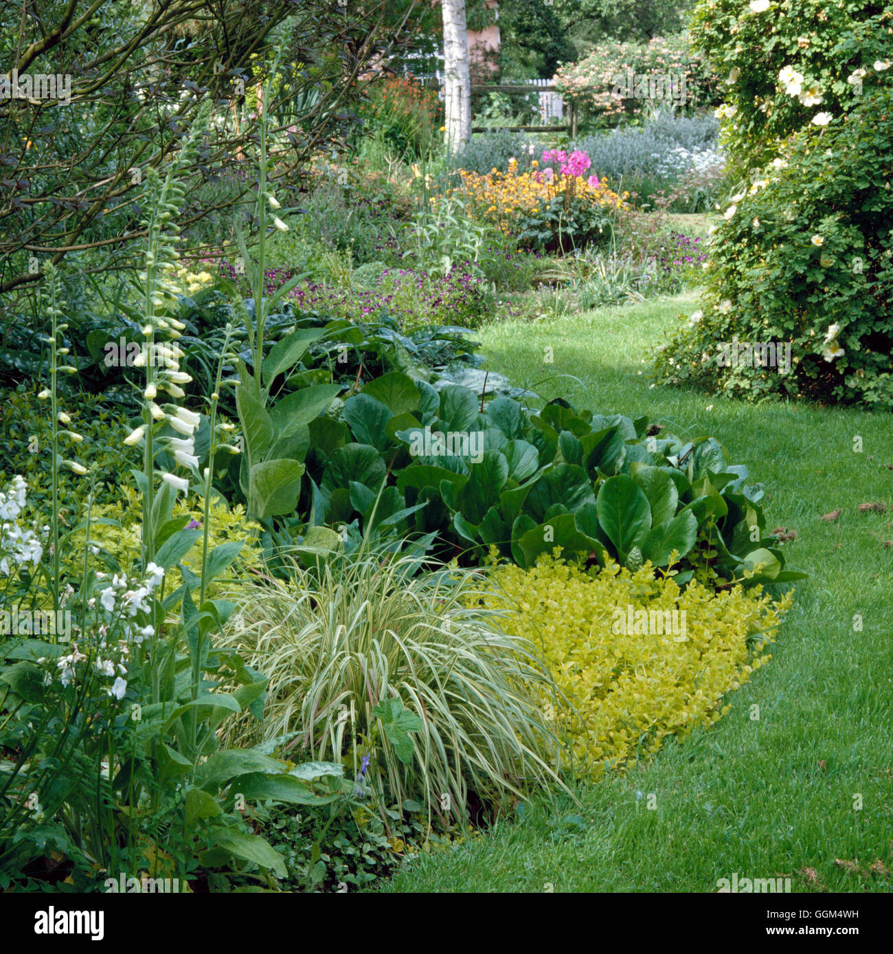Bergenia garden border hi-res stock photography and images - Alamy