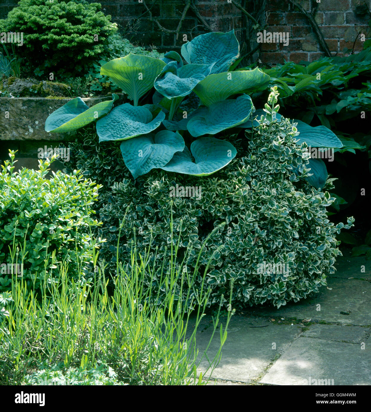 Euonymus garden hi-res stock photography and images - Alamy