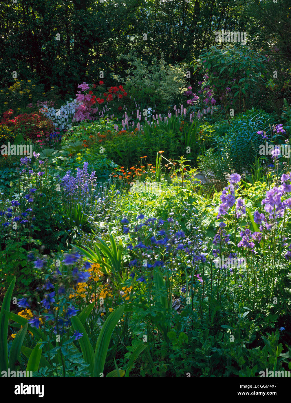 Shade Garden- with Azaleas Persicaria Geum Hyacinthoides - and ...