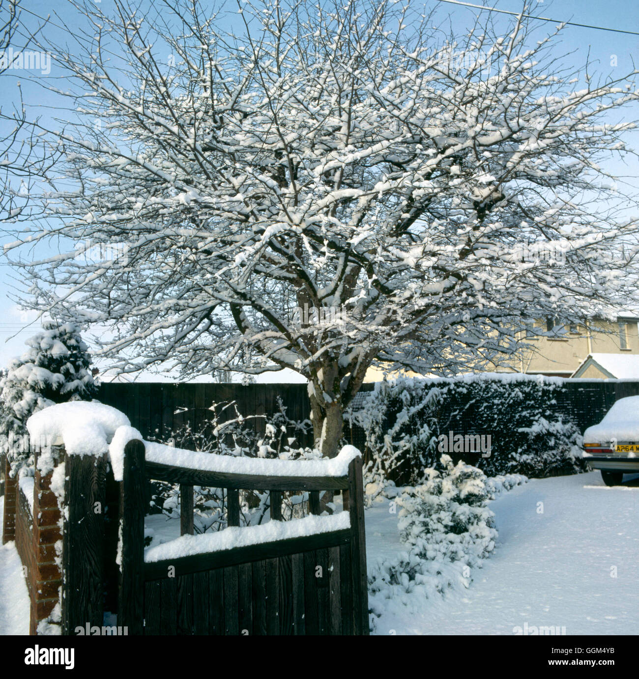 Snow Scene SSF025991 Stock Photo - Alamy