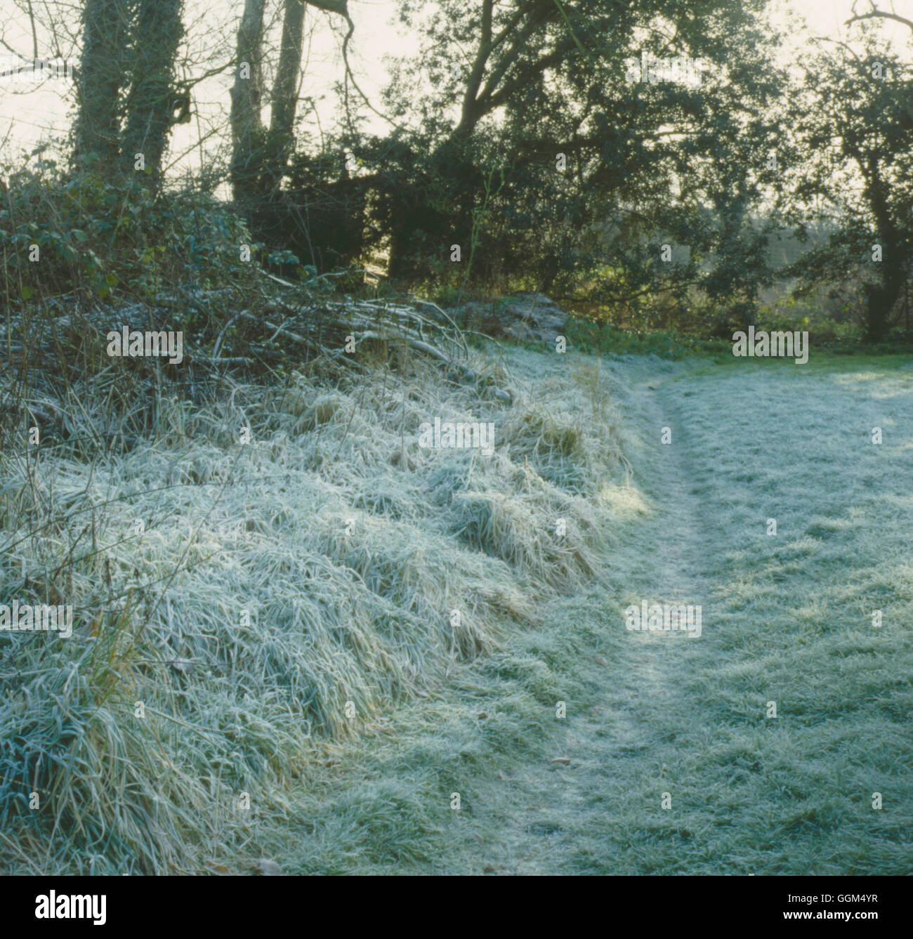 Hedgerow path hi-res stock photography and images - Alamy