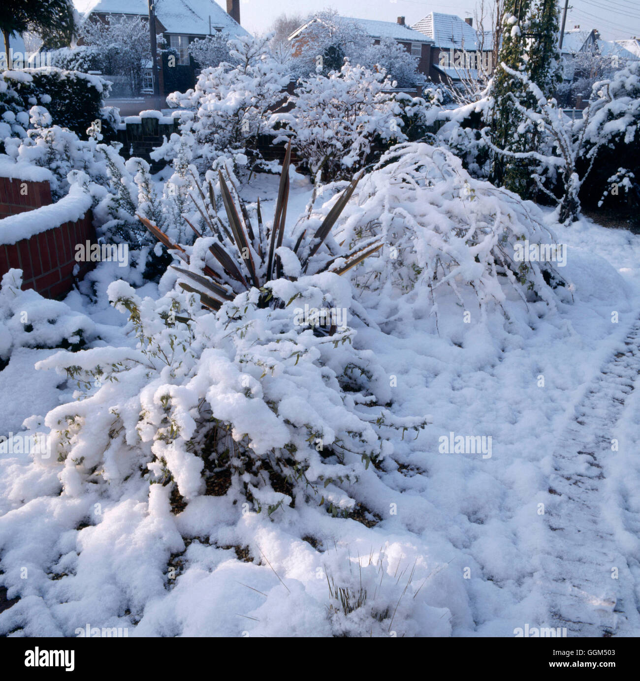 Phormium in winter hi-res stock photography and images - Alamy