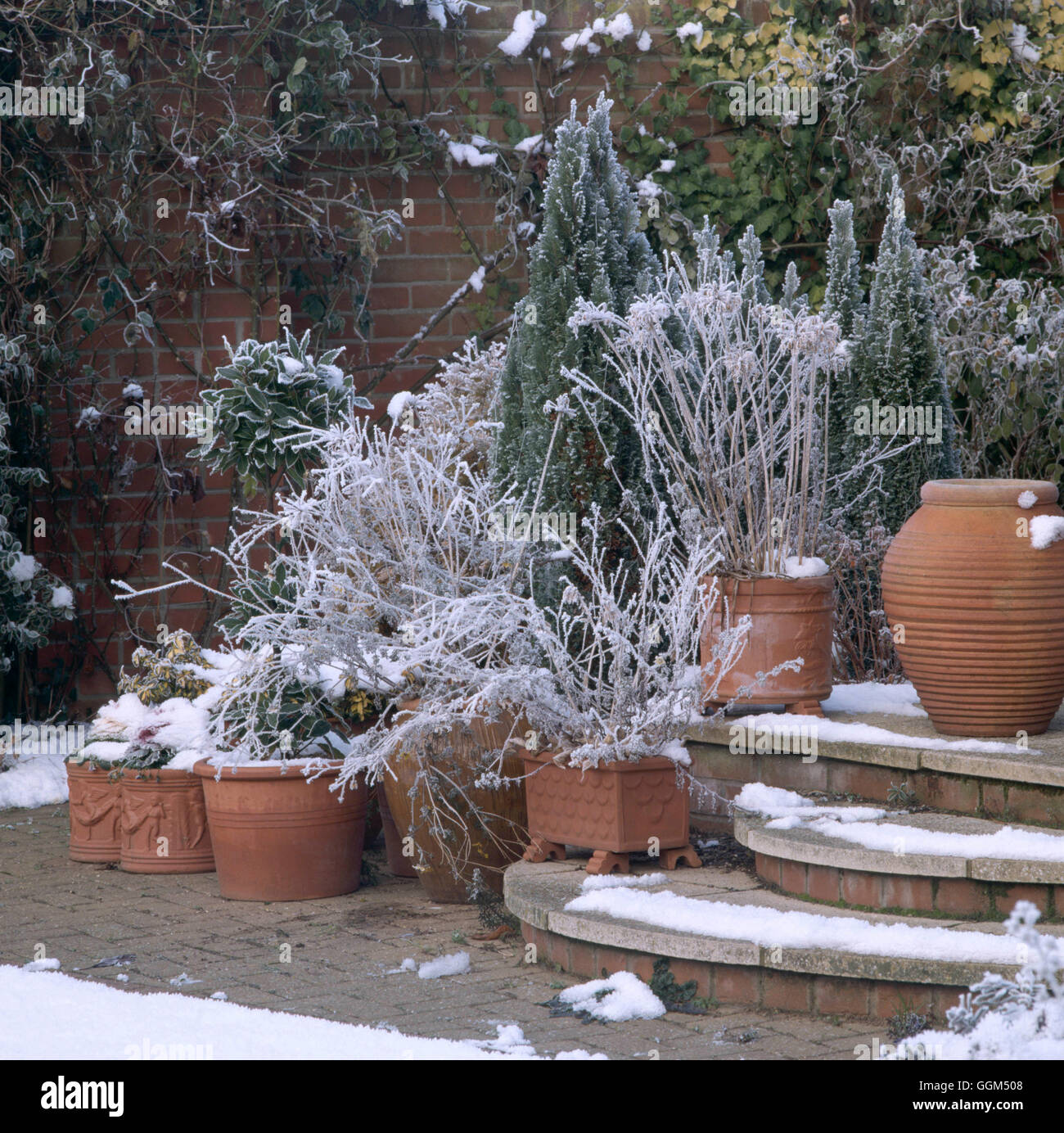 Snow Scene - with container plants - CALENDAR RIGHTS SOLD 2000 ...