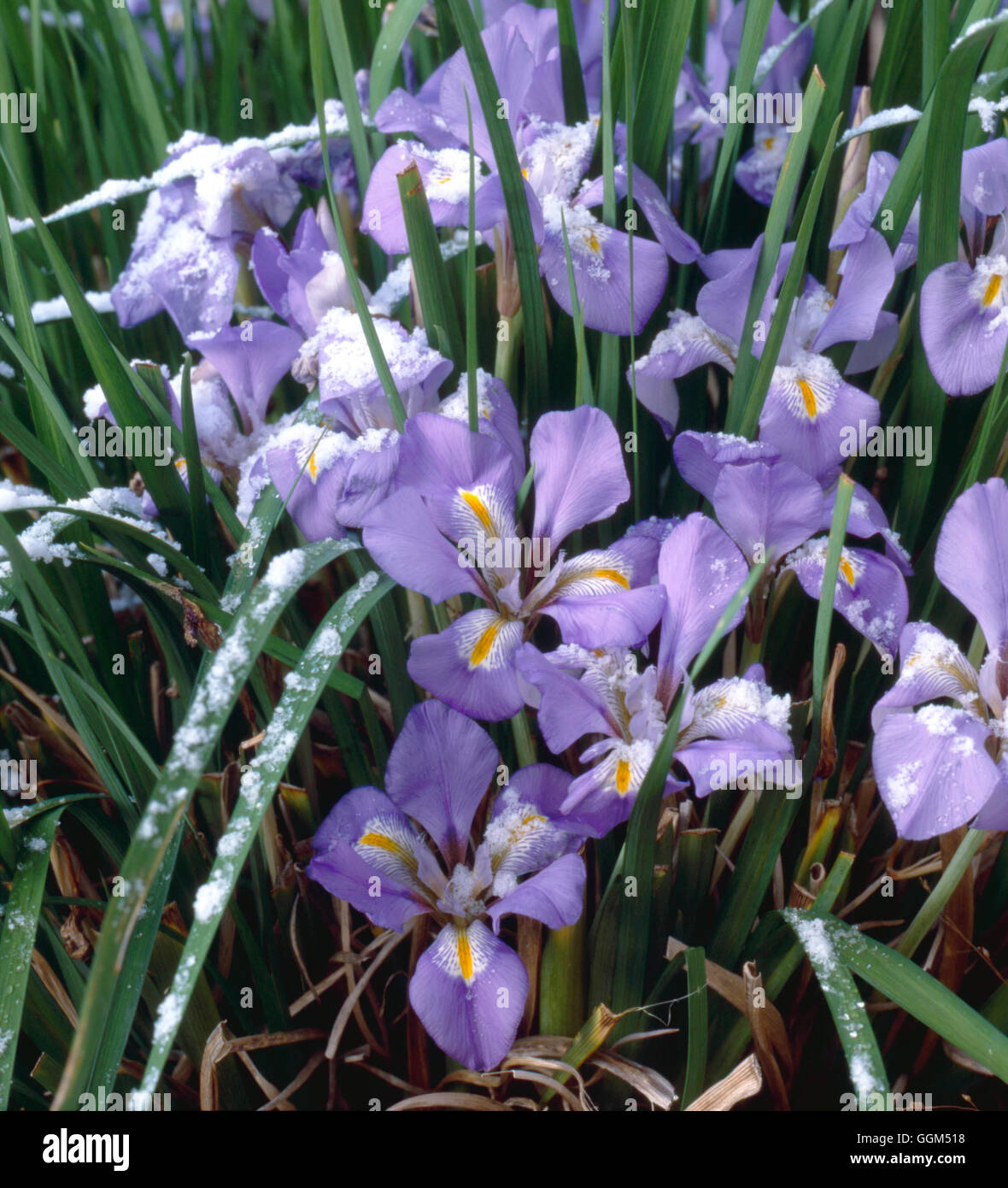 Snow Scene - on Iris unguicularis AGM SSF099359 Stock Photo - Alamy