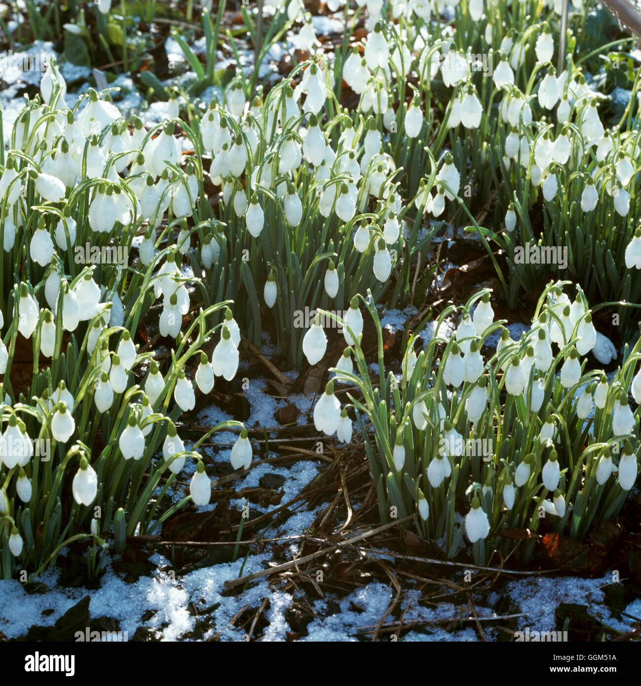 Galanthus winter hi-res stock photography and images - Alamy