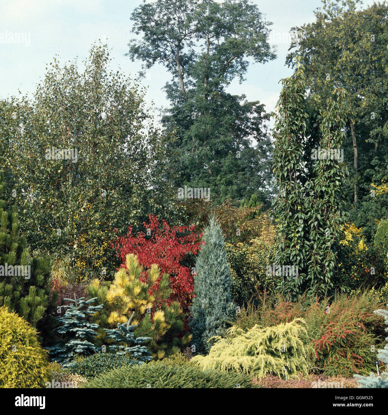Border trees hi-res stock photography and images - Alamy