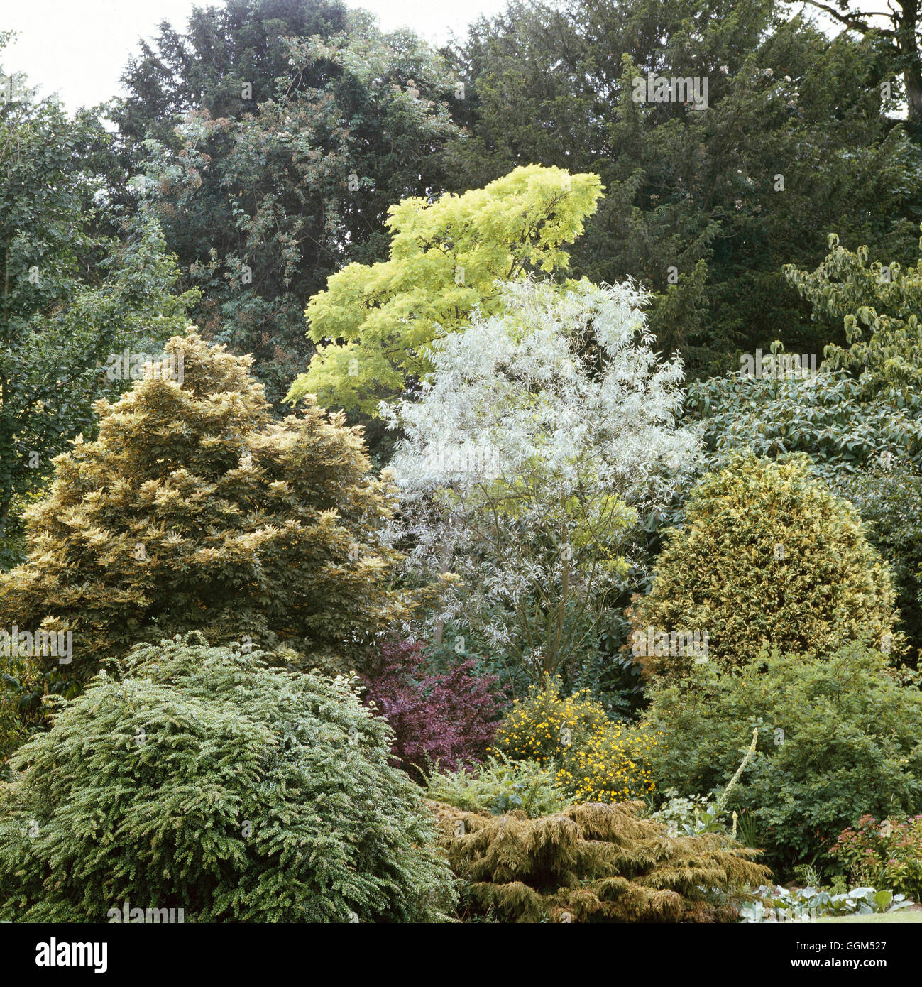 Mixed shrubs hi-res stock photography and images - Alamy