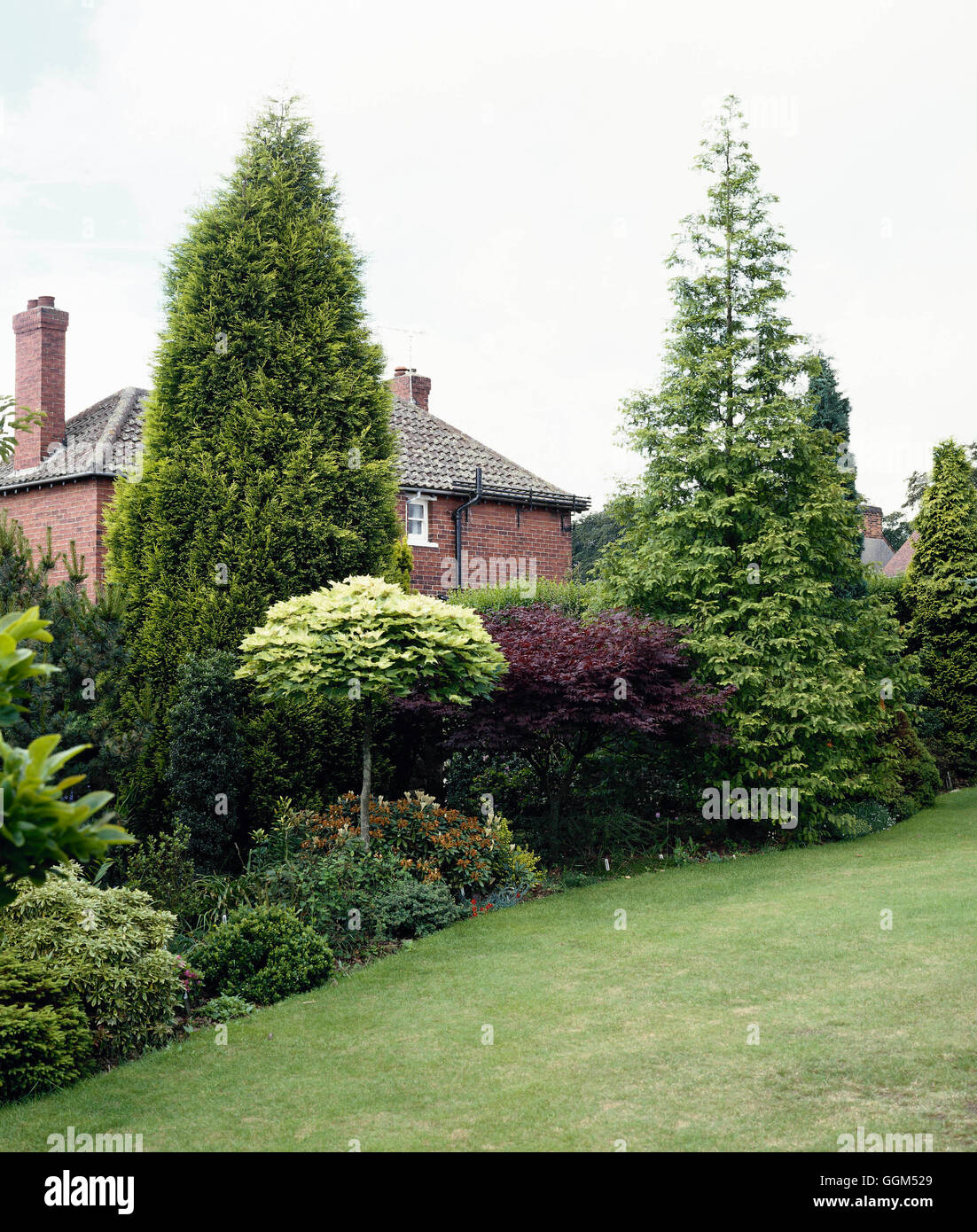 Shrub Tree and Conifer Garden STC023573 Stock Photo - Alamy