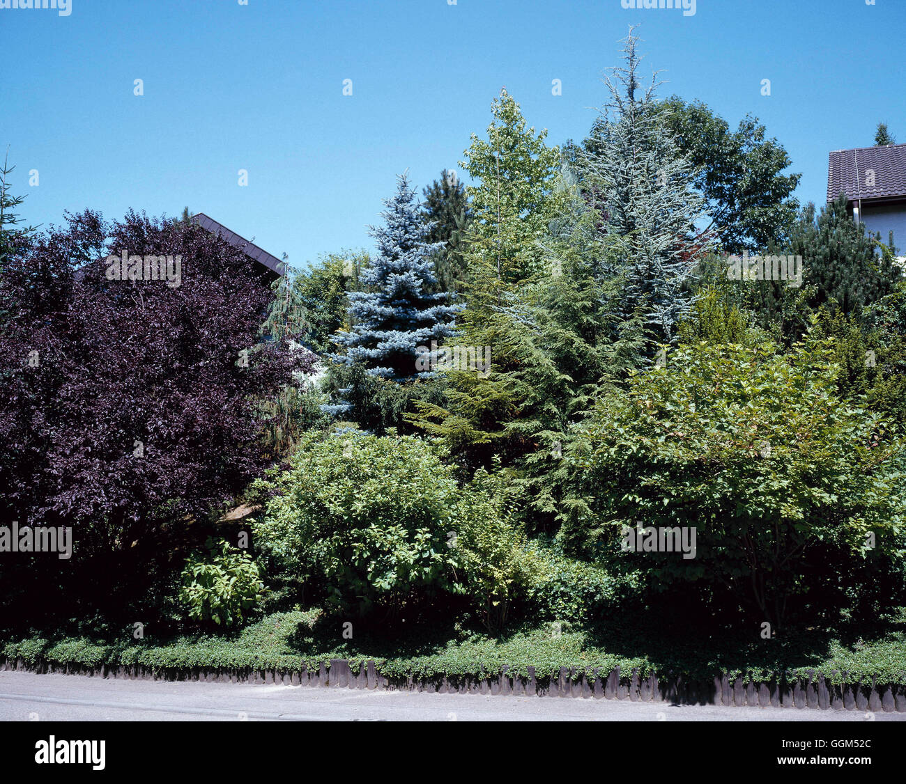 Shrubs Trees and Conifers STC064374 Stock Photo - Alamy