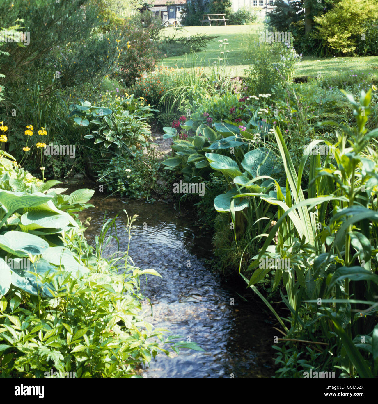 Stream - edged with marginal plants STM022781 Stock Photo - Alamy