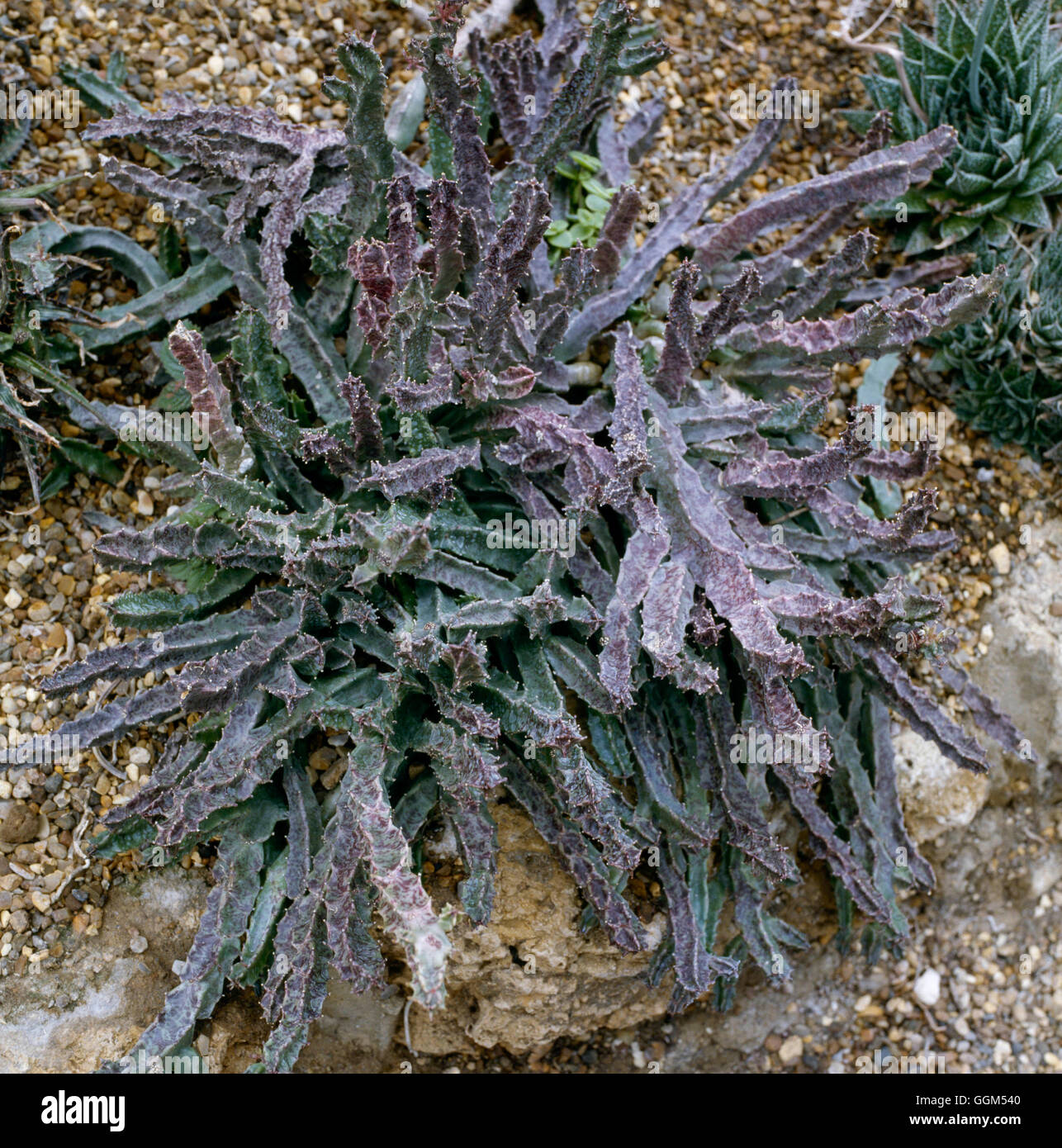 Carallumaeuropea hi-res stock photography and images - Alamy