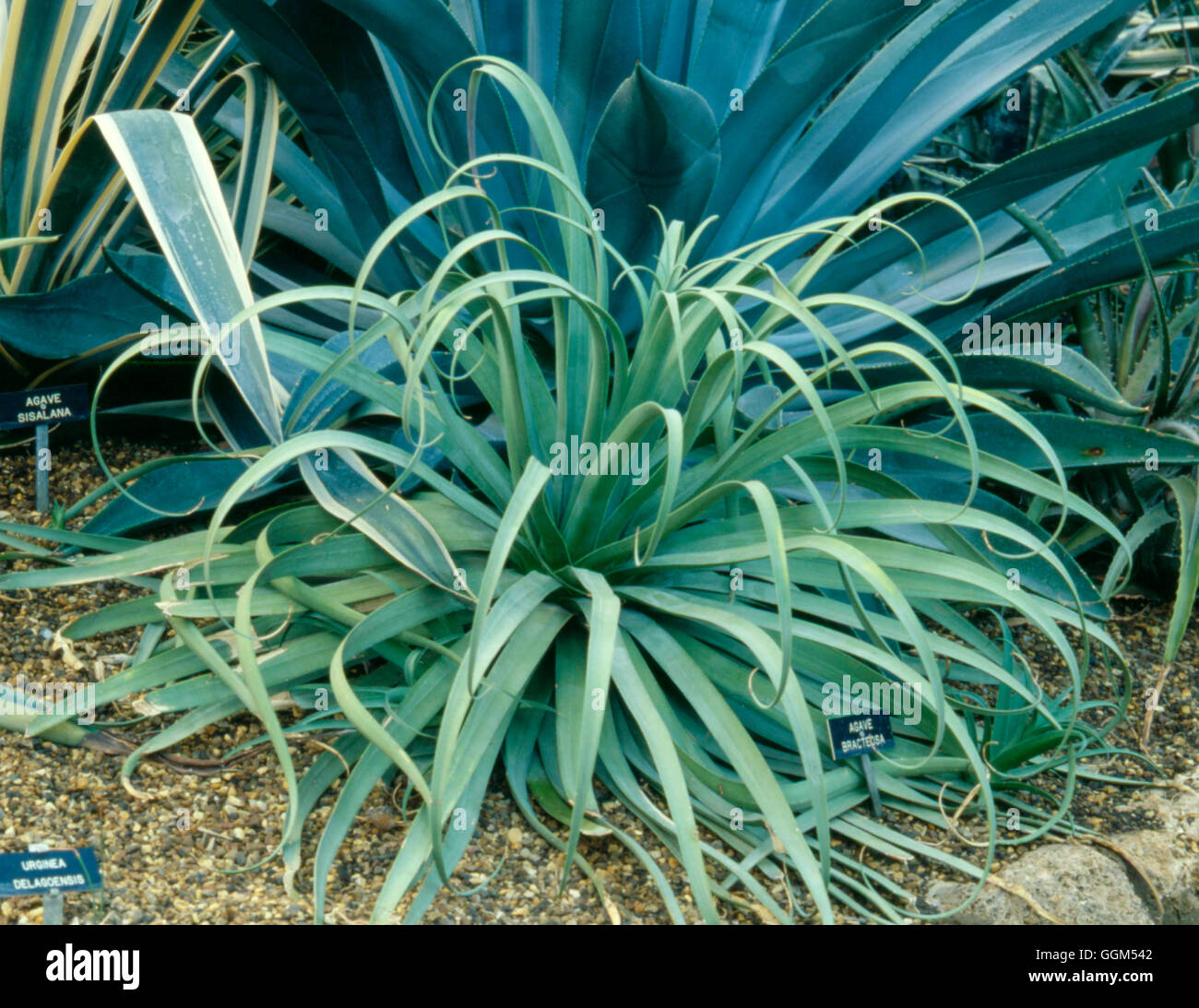Agave bracteosa - with Agave americana behind SUC023330 Stock Photo - Alamy