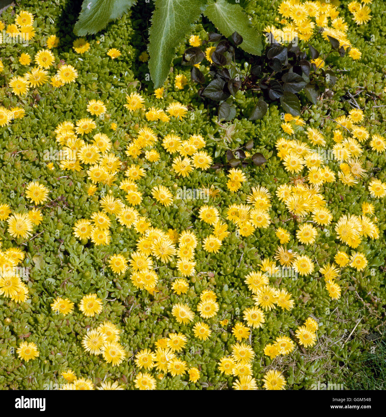 Delosperma nubigerum - (Syn D. `Basutoland') SUC051228 Stock Photo - Alamy