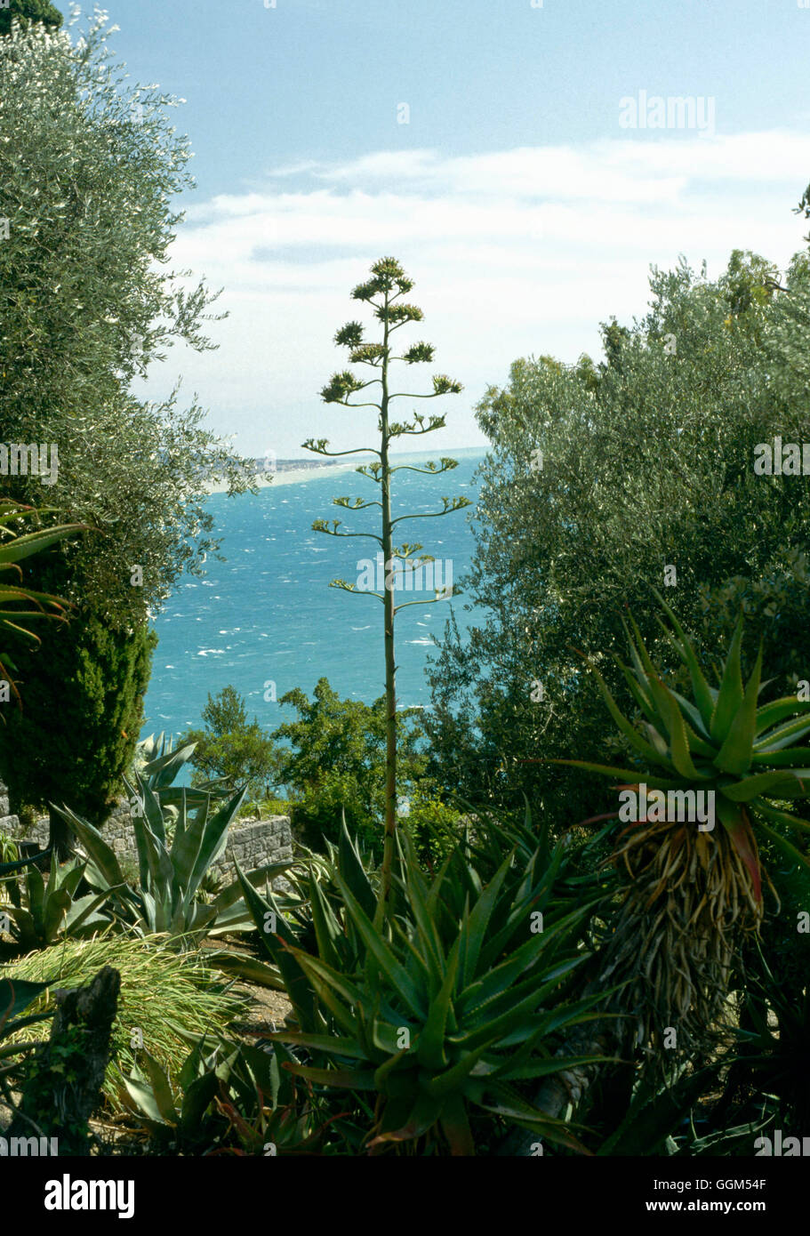 Agave americana - flower/seed head (La Mortola Italy) SUC054660 Stock ...