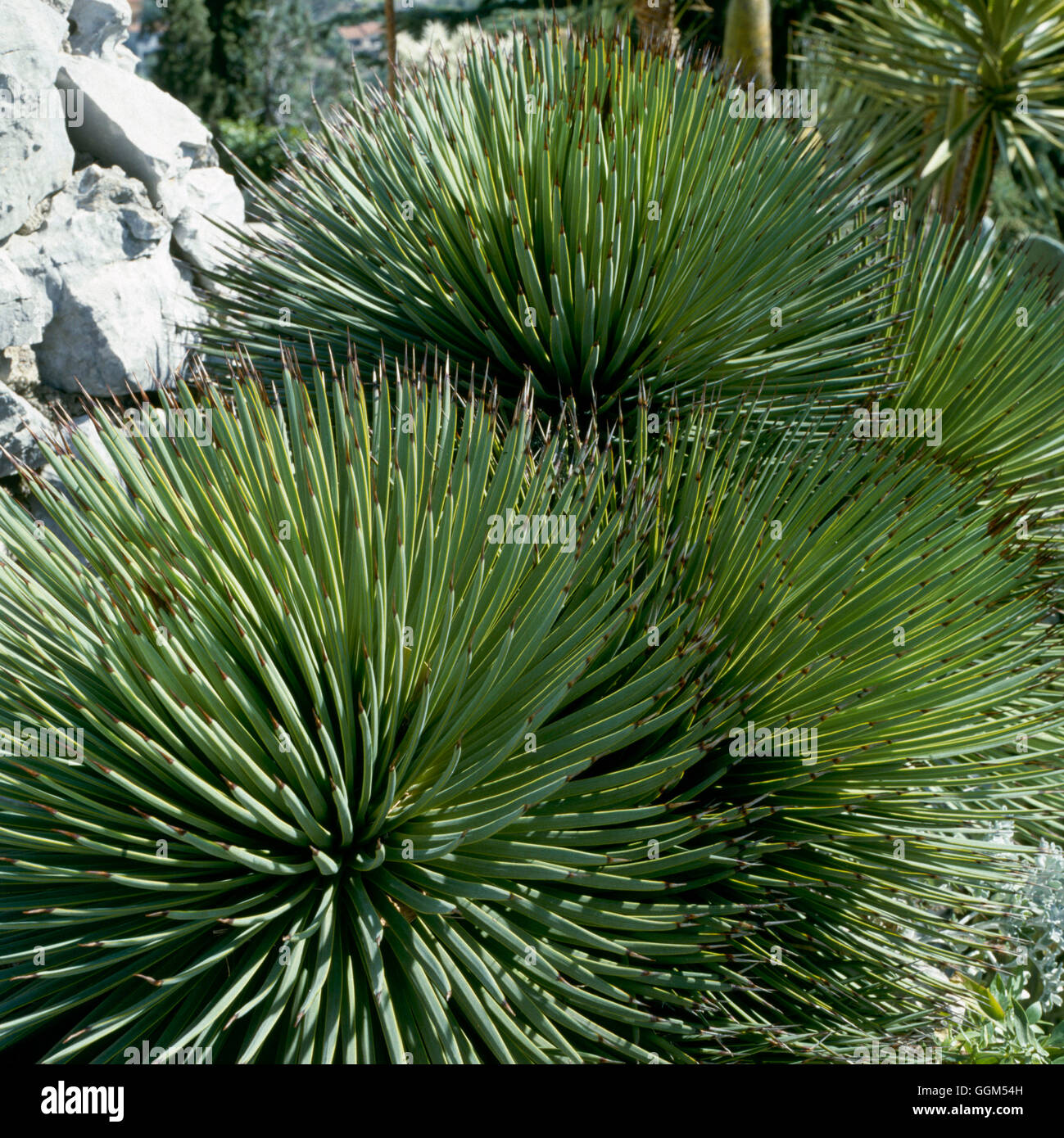 Agave striata - Dark Striped Agave SUC054708 Stock Photo - Alamy