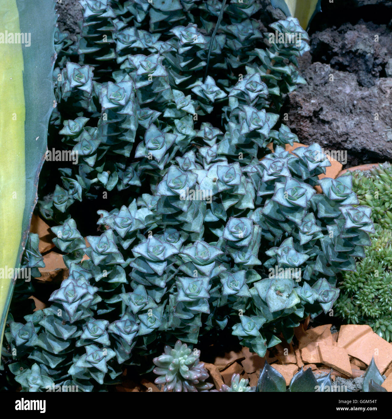Crassula perforata - String of Buttons SUC063937 Stock Photo - Alamy