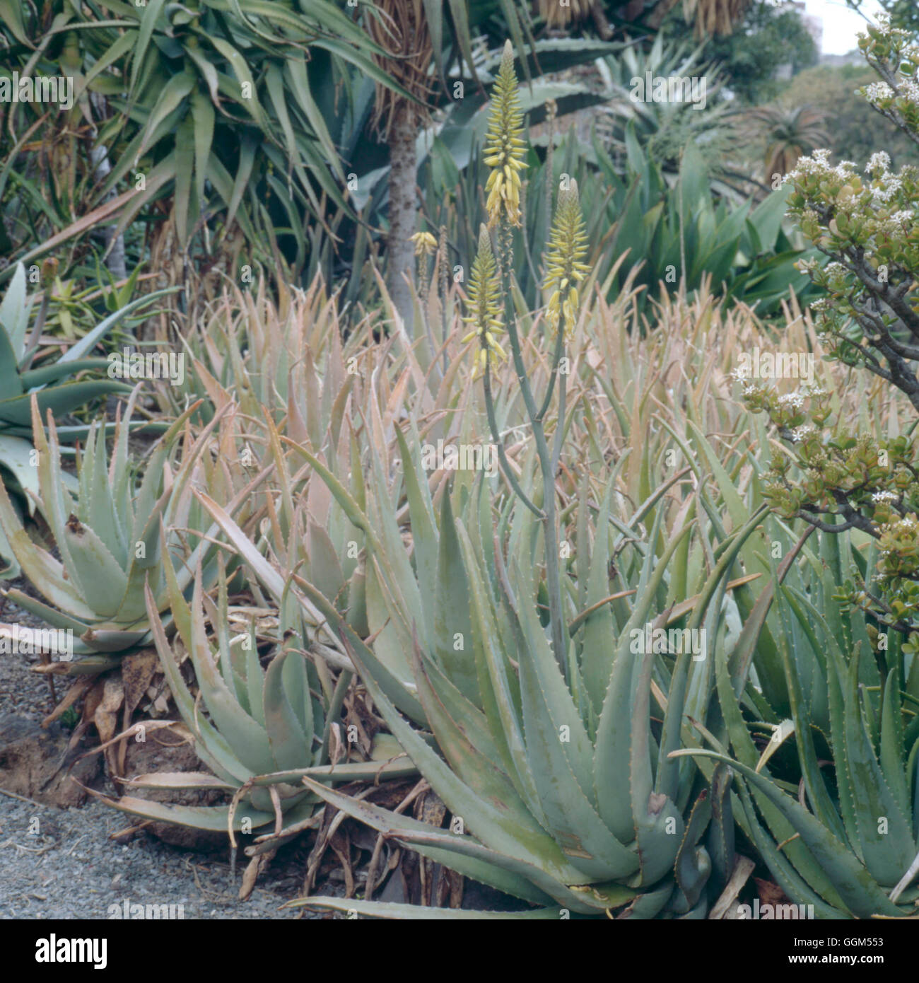 Aloe sap hi-res stock photography and images - Alamy