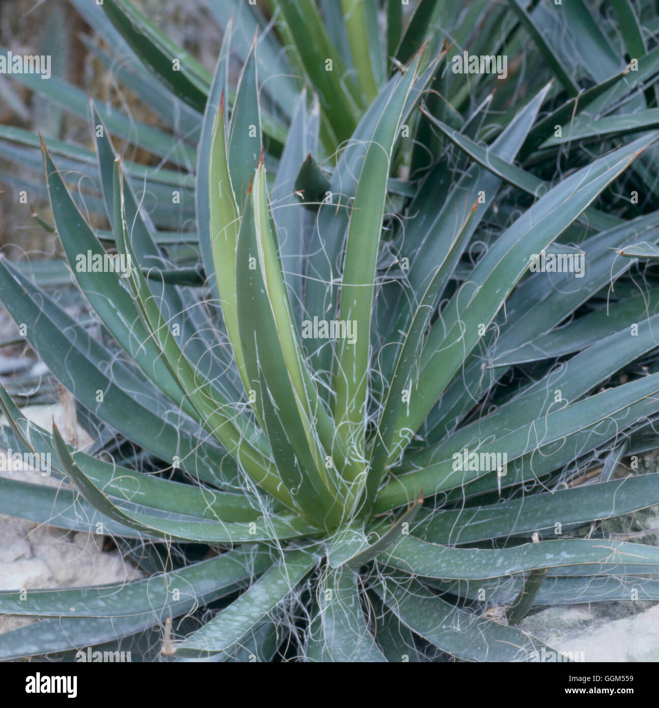 Agave filifera hi-res stock photography and images - Alamy