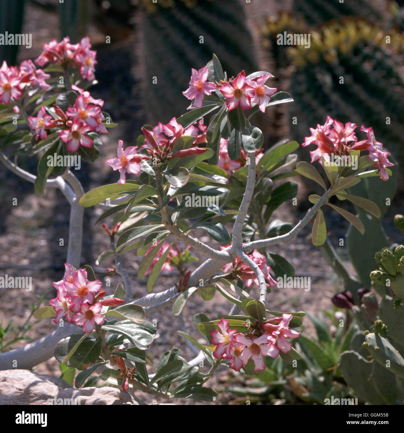 Impala lily adenium hi-res stock photography and images - Alamy