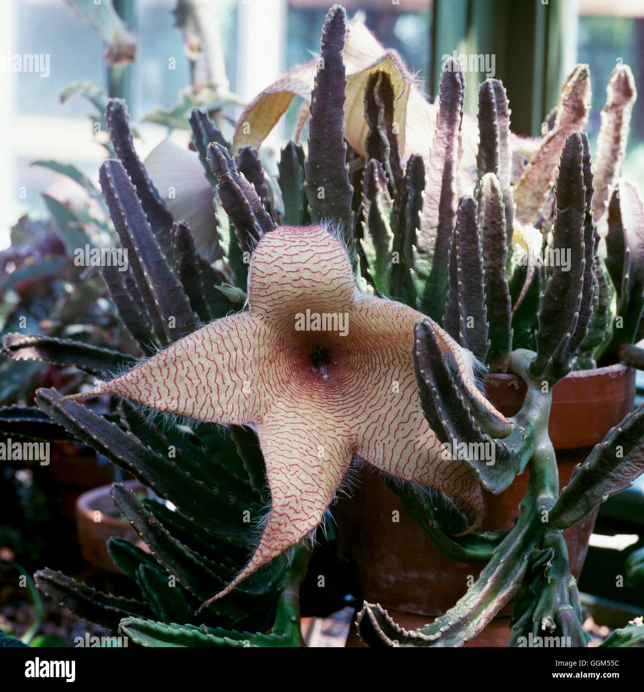 Stapelia gigantea SUC085562 Stock Photo - Alamy