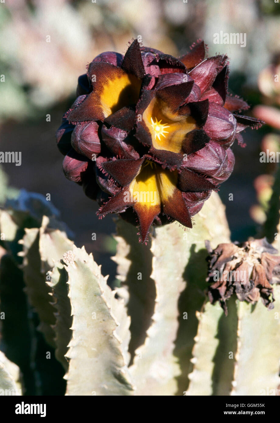 Caralluma speciosa SUC095904 Stock Photo - Alamy