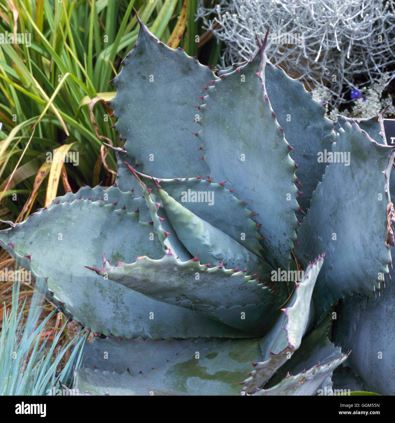 Agave colorata SUC106782 Stock Photo - Alamy