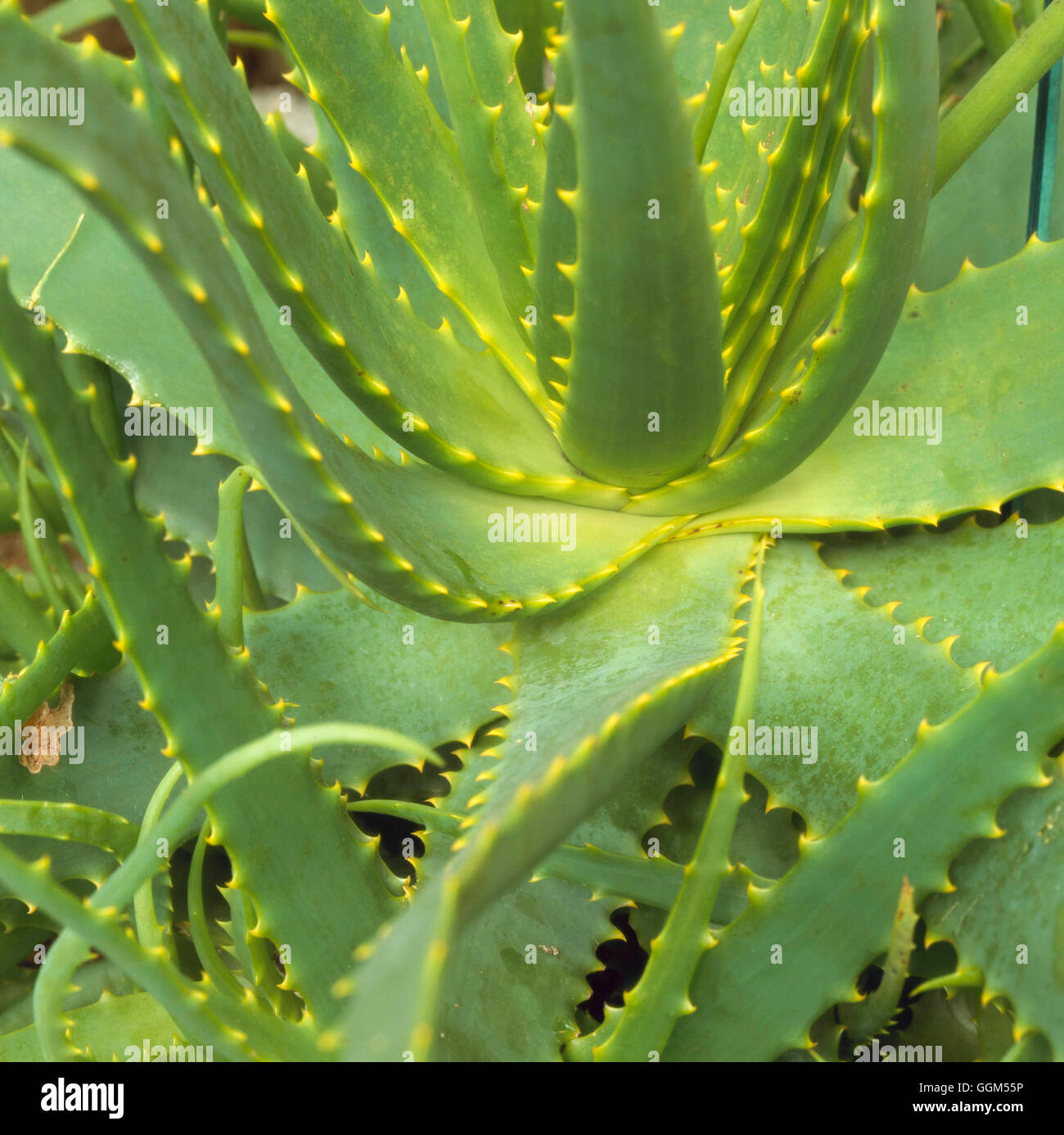 Aloe mutabilis SUC107396 Stock Photo - Alamy