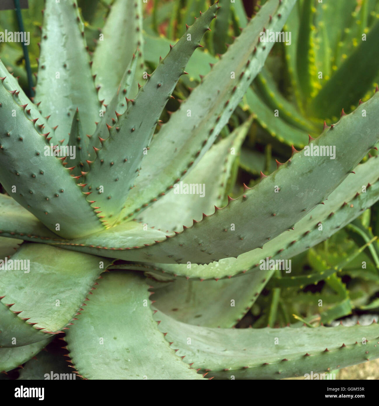 Ferox hi-res stock photography and images - Alamy