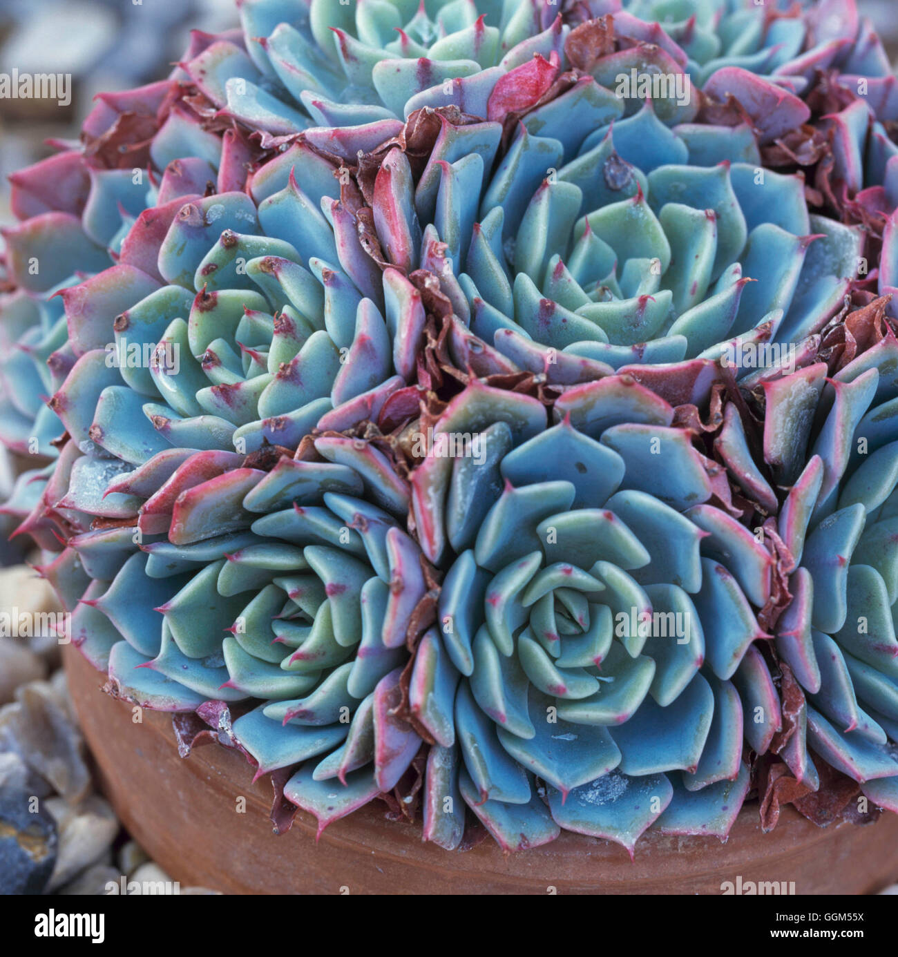 Glaucus echeveria hi-res stock photography and images - Alamy