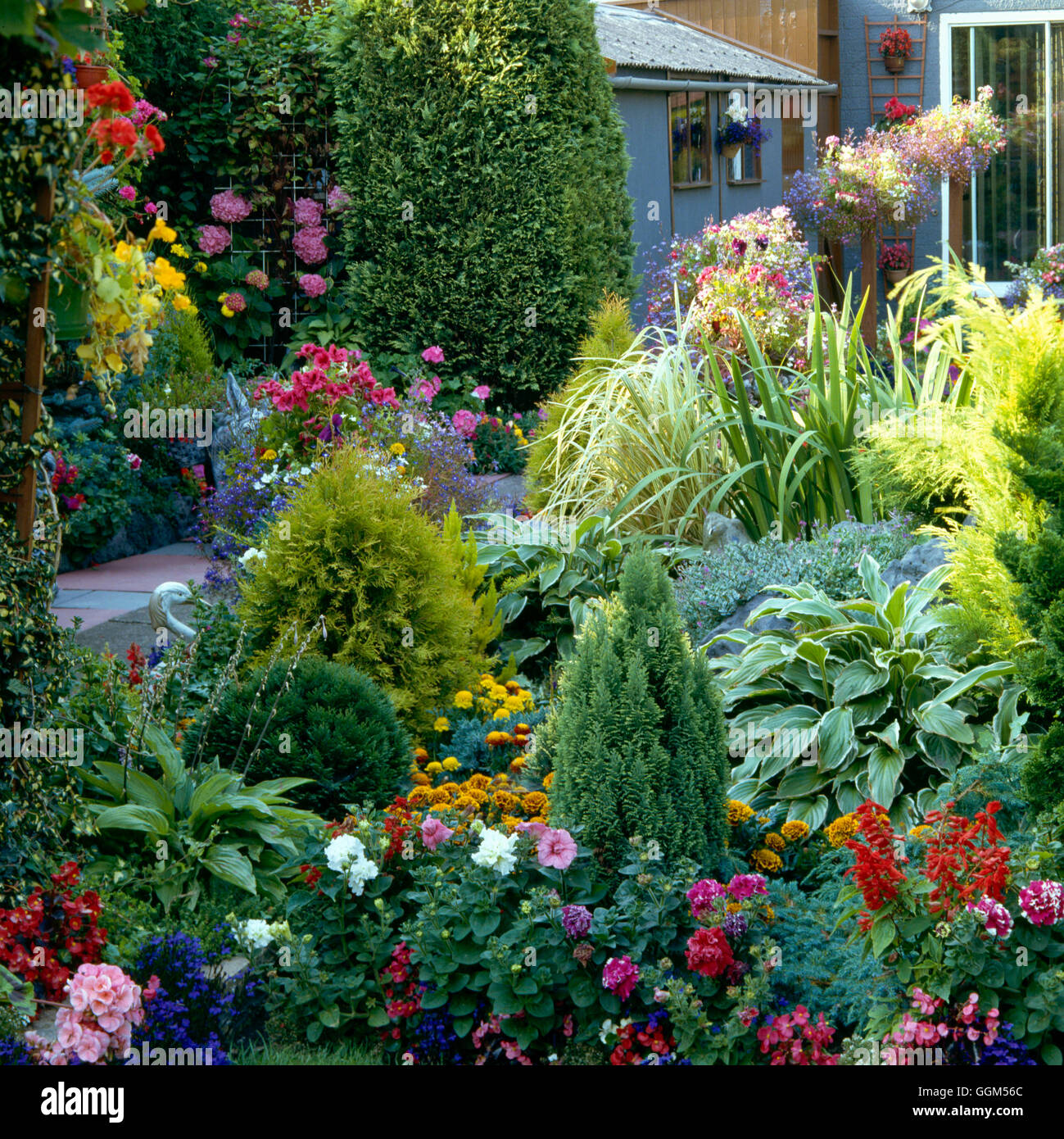 Summer Garden - with Annuals around permanent plants. (Conifers and ...
