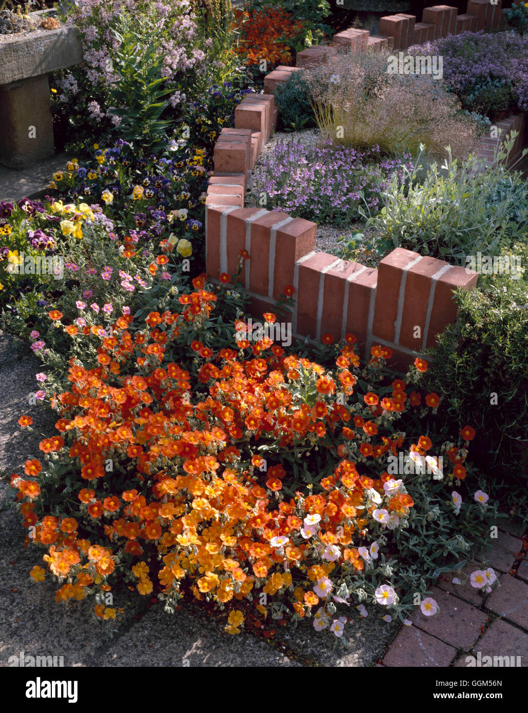 Helianthemums hi-res stock photography and images - Alamy