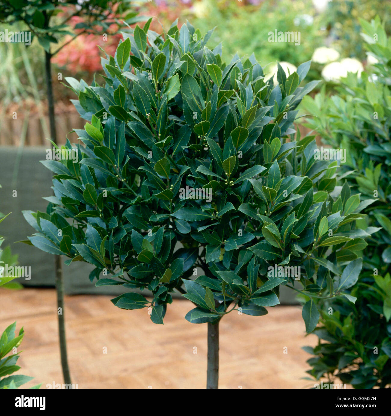 Laurus nobilis baytree hi-res stock photography and images - Alamy