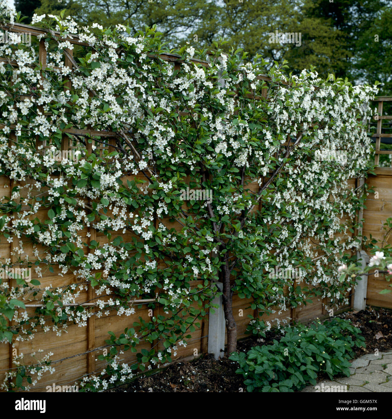 Fan trained hi-res stock photography and images - Alamy