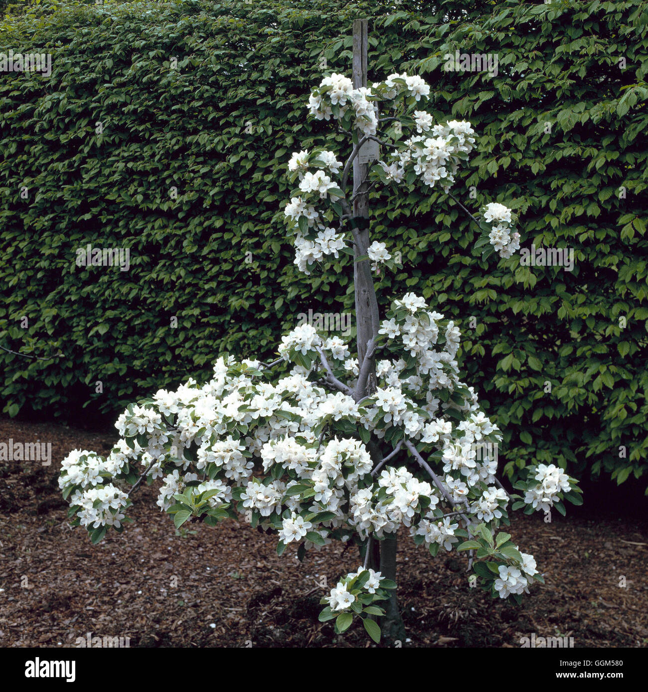 Apple dwarfing rootstock hi-res stock photography and images - Alamy