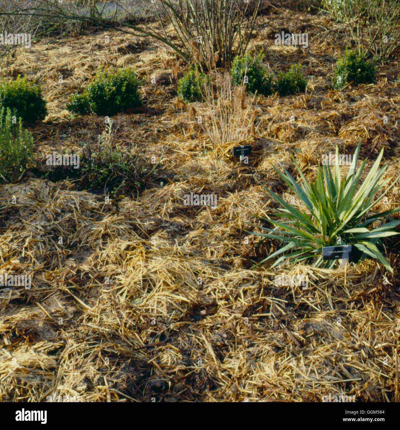 Straw manure hi-res stock photography and images - Alamy