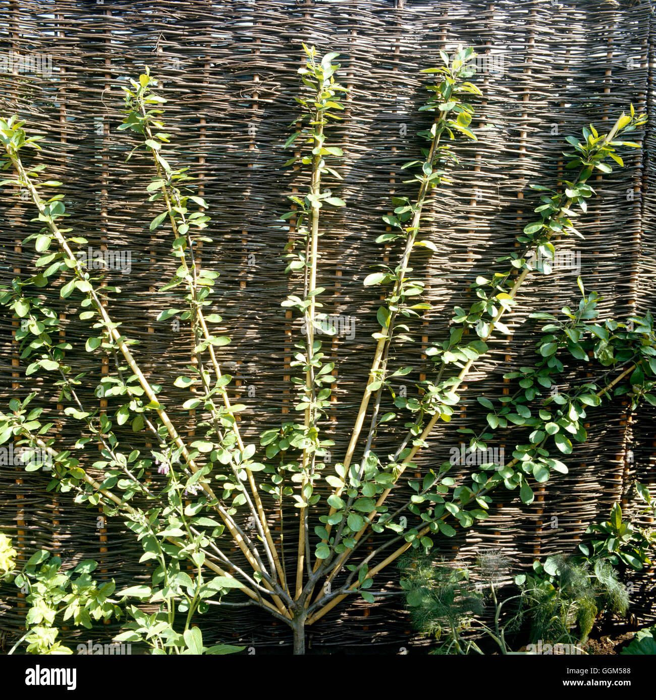 Fan trained fence hi-res stock photography and images - Alamy