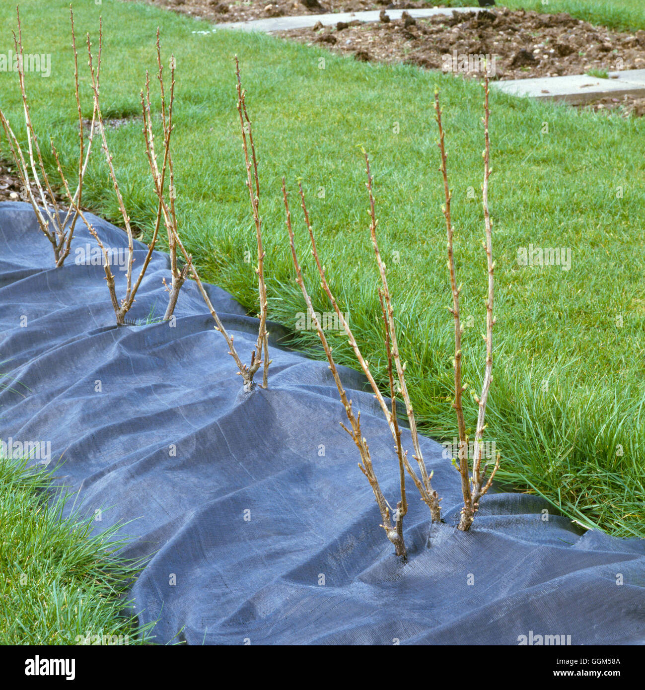 Mulchofpolythene hi-res stock photography and images - Alamy